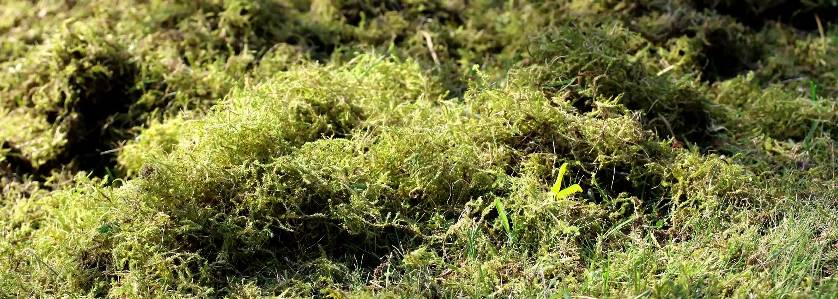 Moos im Rasen: Ursachen und Lösungen für einen gesunden Rasen – SUPERGREEN